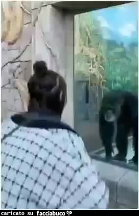 La scimmia chi è? - Facciabuco.com
