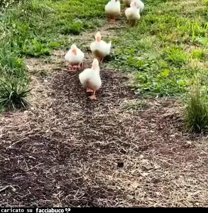 Tutti i meme su Anatre - Facciabuco.com